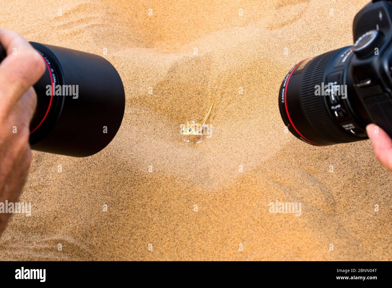 Web-footed / Palmato gecko (Pachydactylus rangei) endemic species, two ...