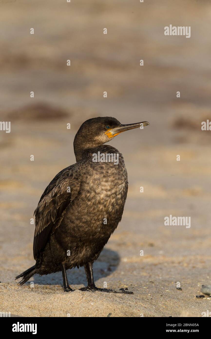 Cape cormorant (Phalacrocorax capensis) at rest, Skeleton Coast ...