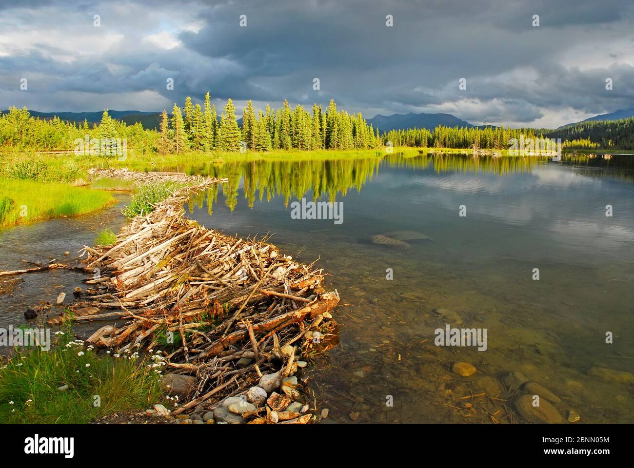 Beaver Dam Construction High Resolution Stock Photography and Images ...