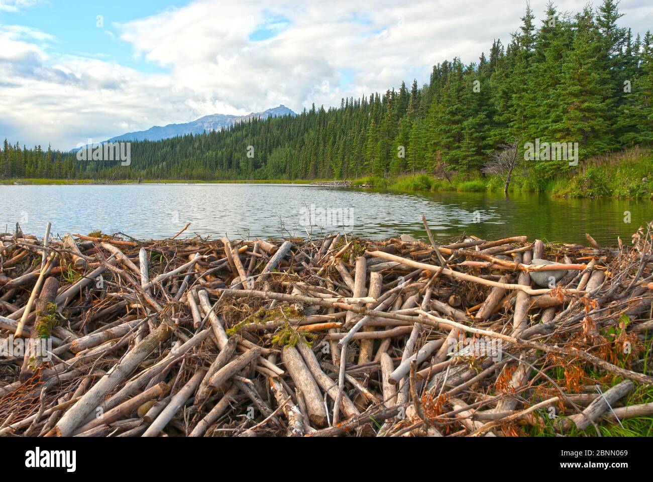 Beaver dam near Healy Alaska Stock Photo - Alamy