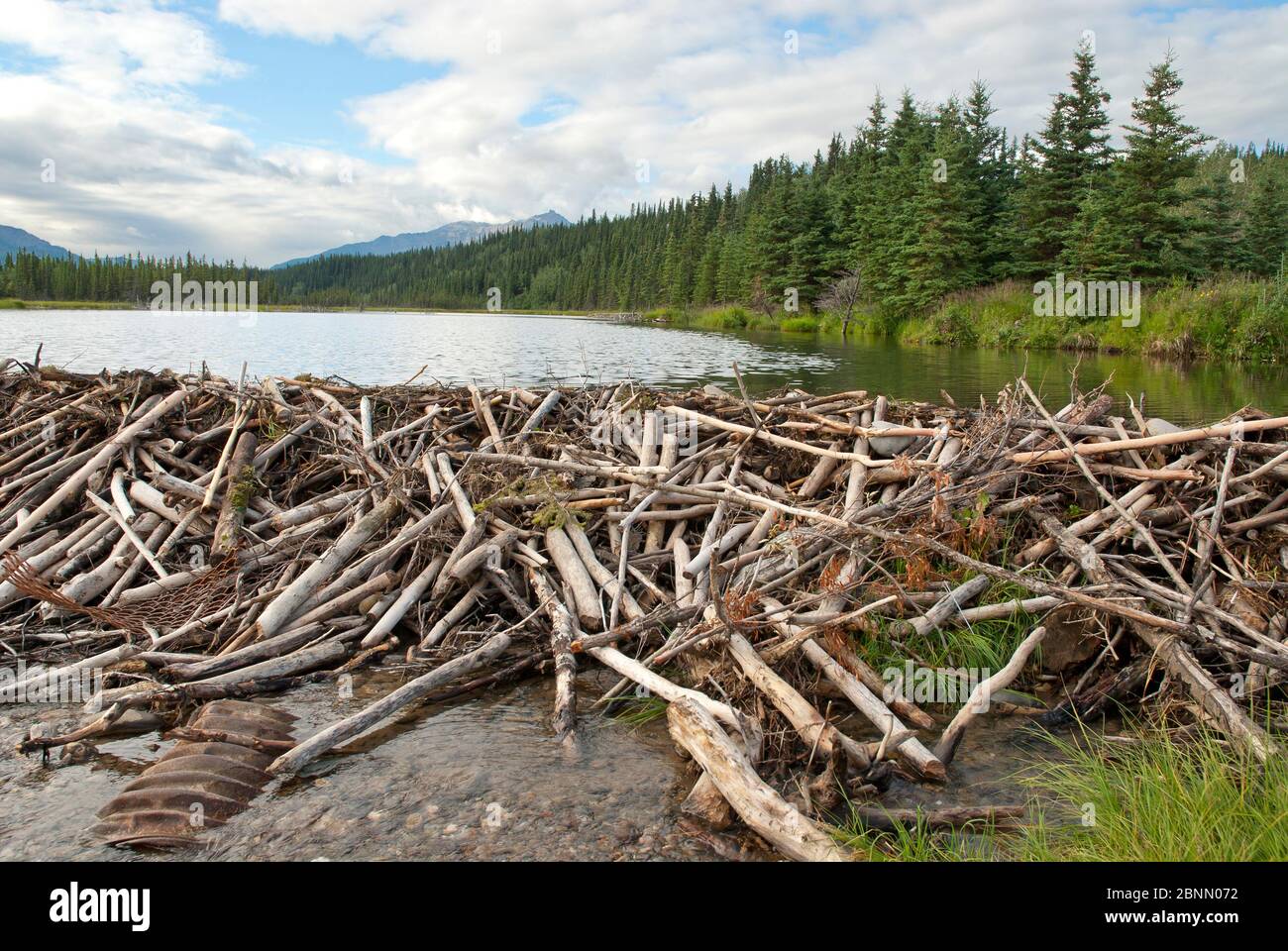 Beaver dam near Healy Alaska Stock Photo - Alamy