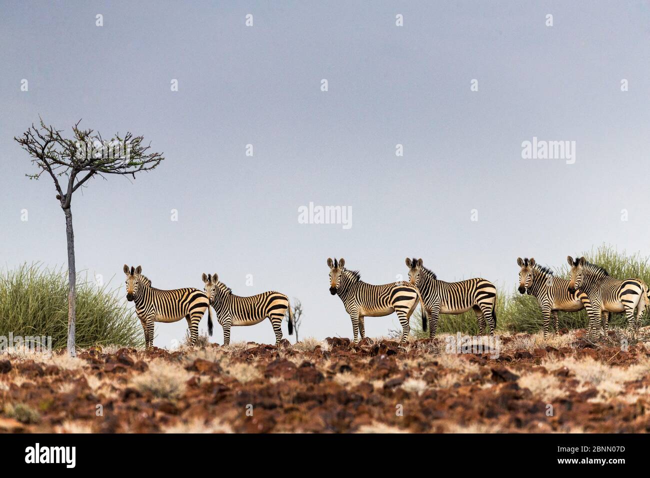 Hartman mountain zebras (Equus zebra hartmannae) herd standing on ...