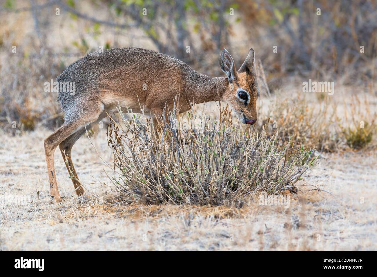 Kirk's dik dik (Madoqua kirki) male grazing on bush, Etosha National ...