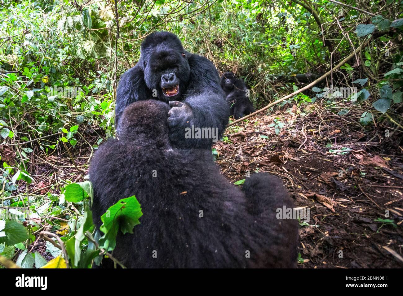 Mountain Gorilla Fighting