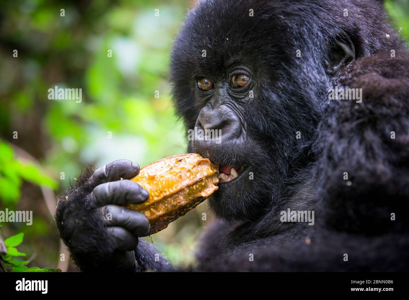 Mountain gorilla (Gorilla gorilla beringei) young eating wild fruit ...