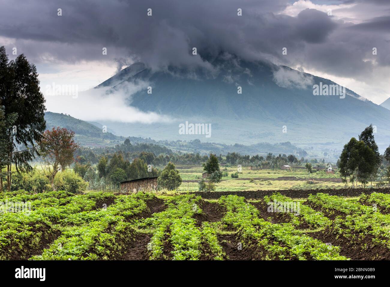 Sabyinyo Volcano with agricultural land on boundary of Volcanoes ...
