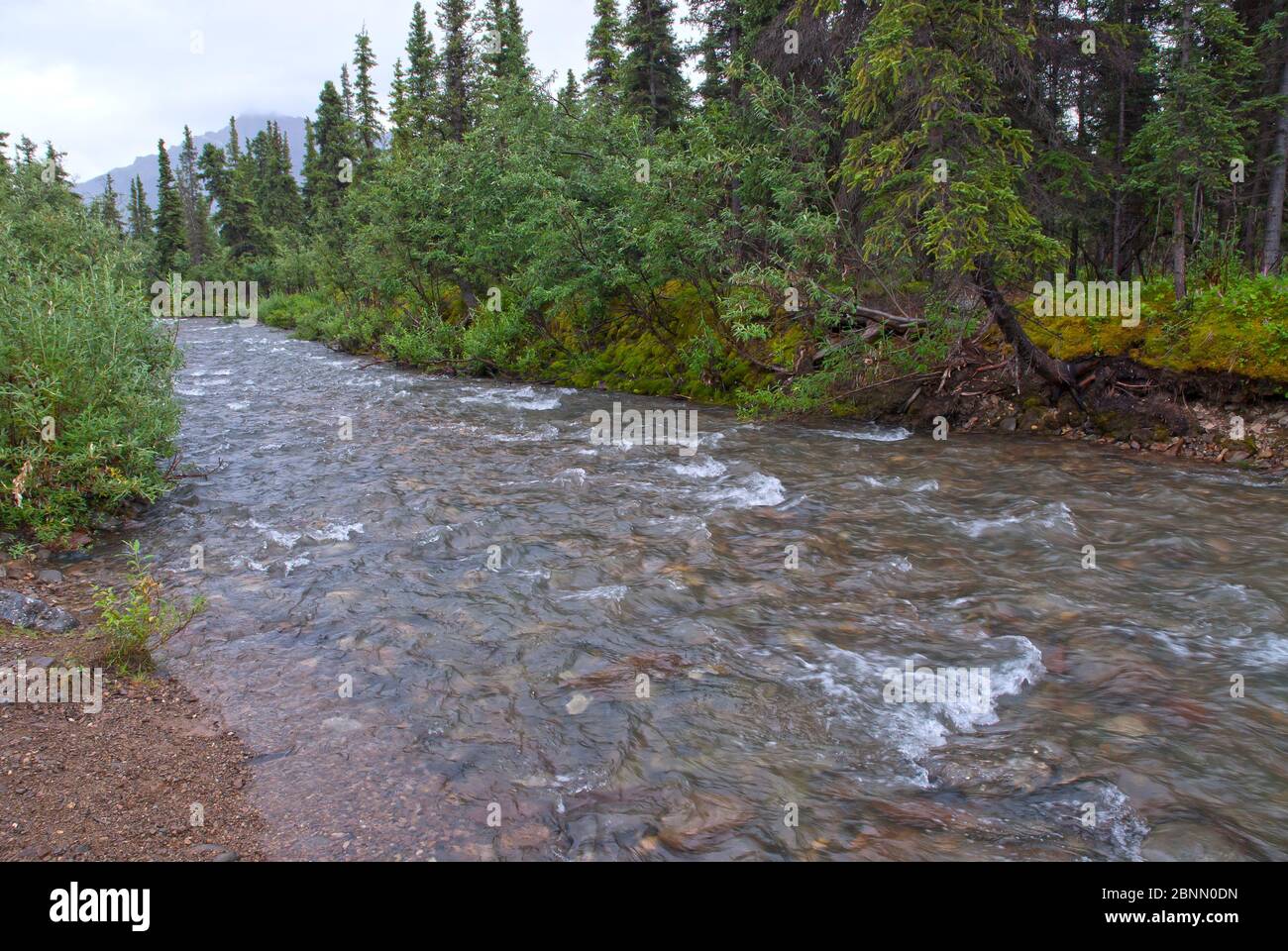 Shallow water environment hi-res stock photography and images - Alamy
