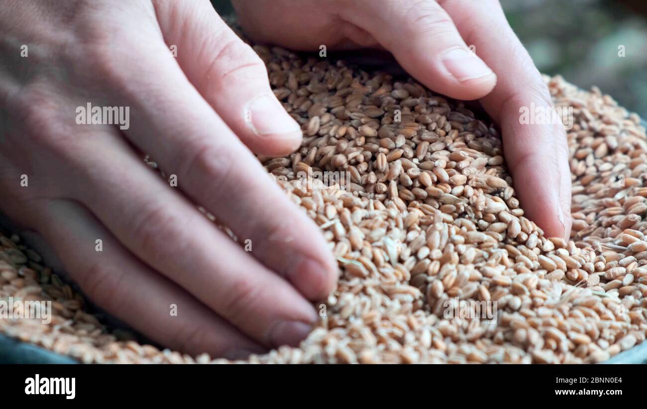Farmer holding wheat grains in his hands. Harvest Stock Photo - Alamy