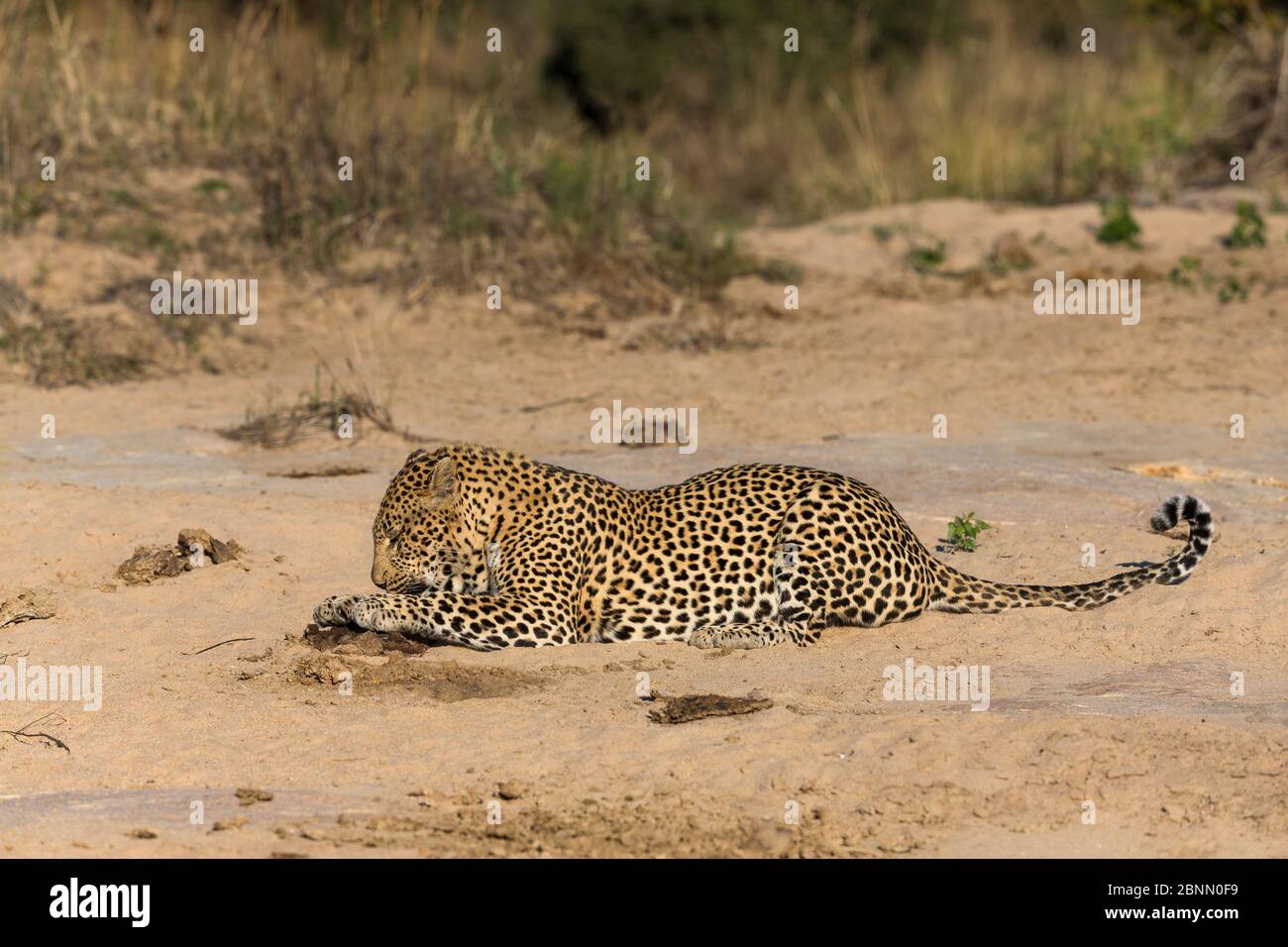 Leopard (Panthera pardus) large male rolling in Wildebeest dung, after ...