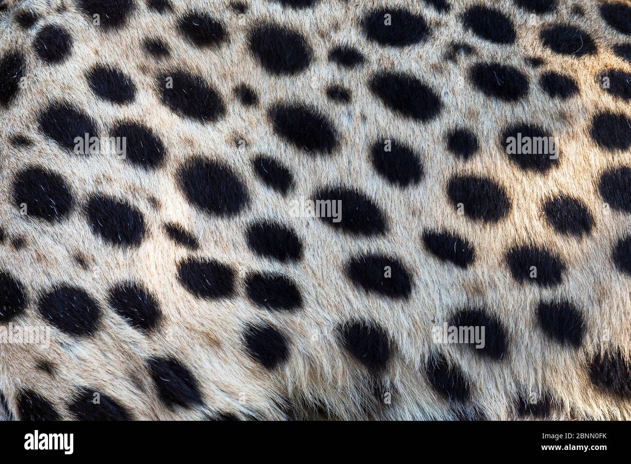 Cheetah (Acinonyx jubatus) close up of animal skin, South Africa Stock ...