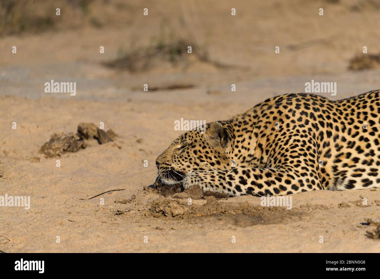 Leopard rolling hi-res stock photography and images - Alamy