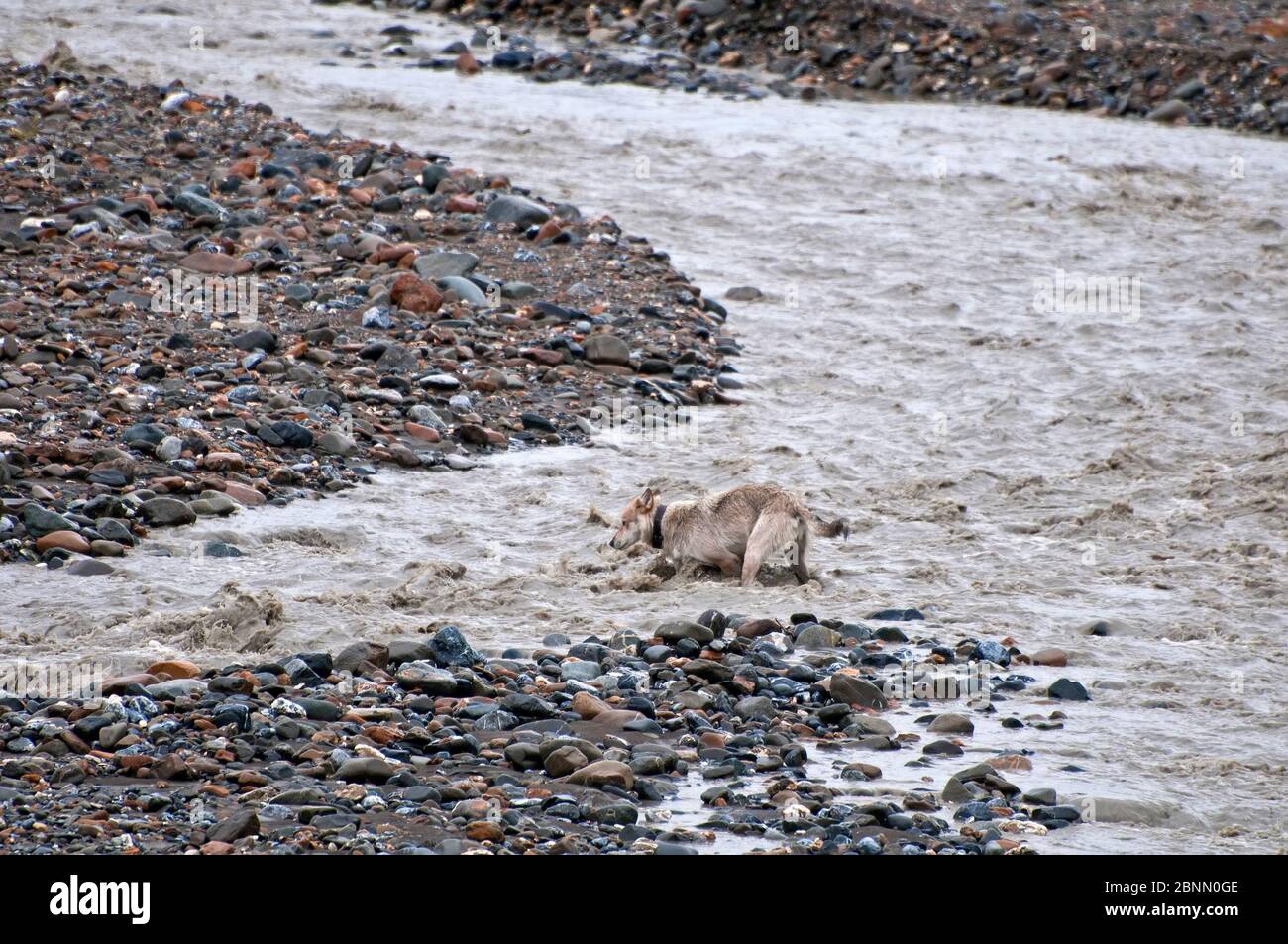 Remote wildlife hi-res stock photography and images - Alamy