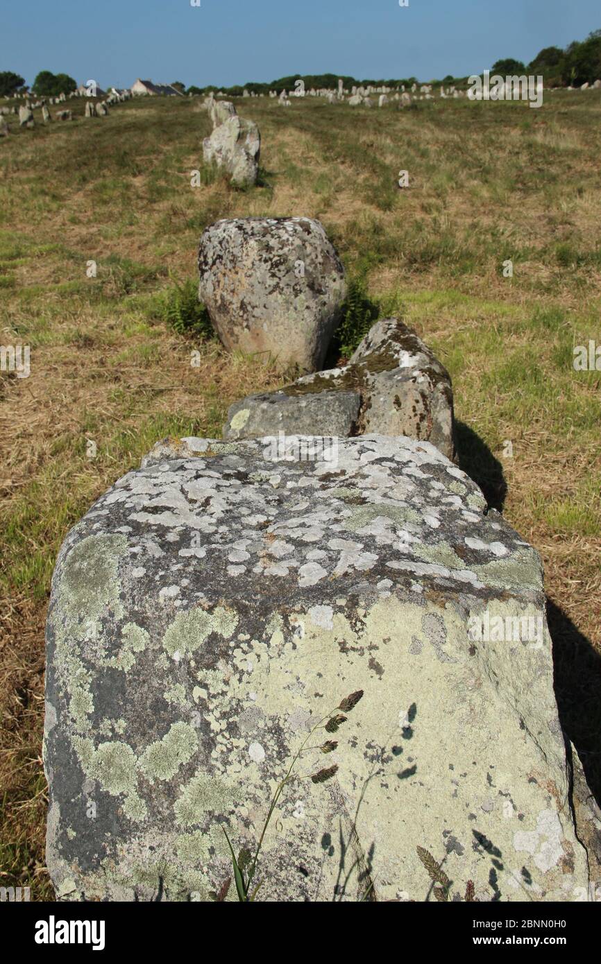 Carnac stones in the Ménec alignment (Alignements de Ménec) near the ...