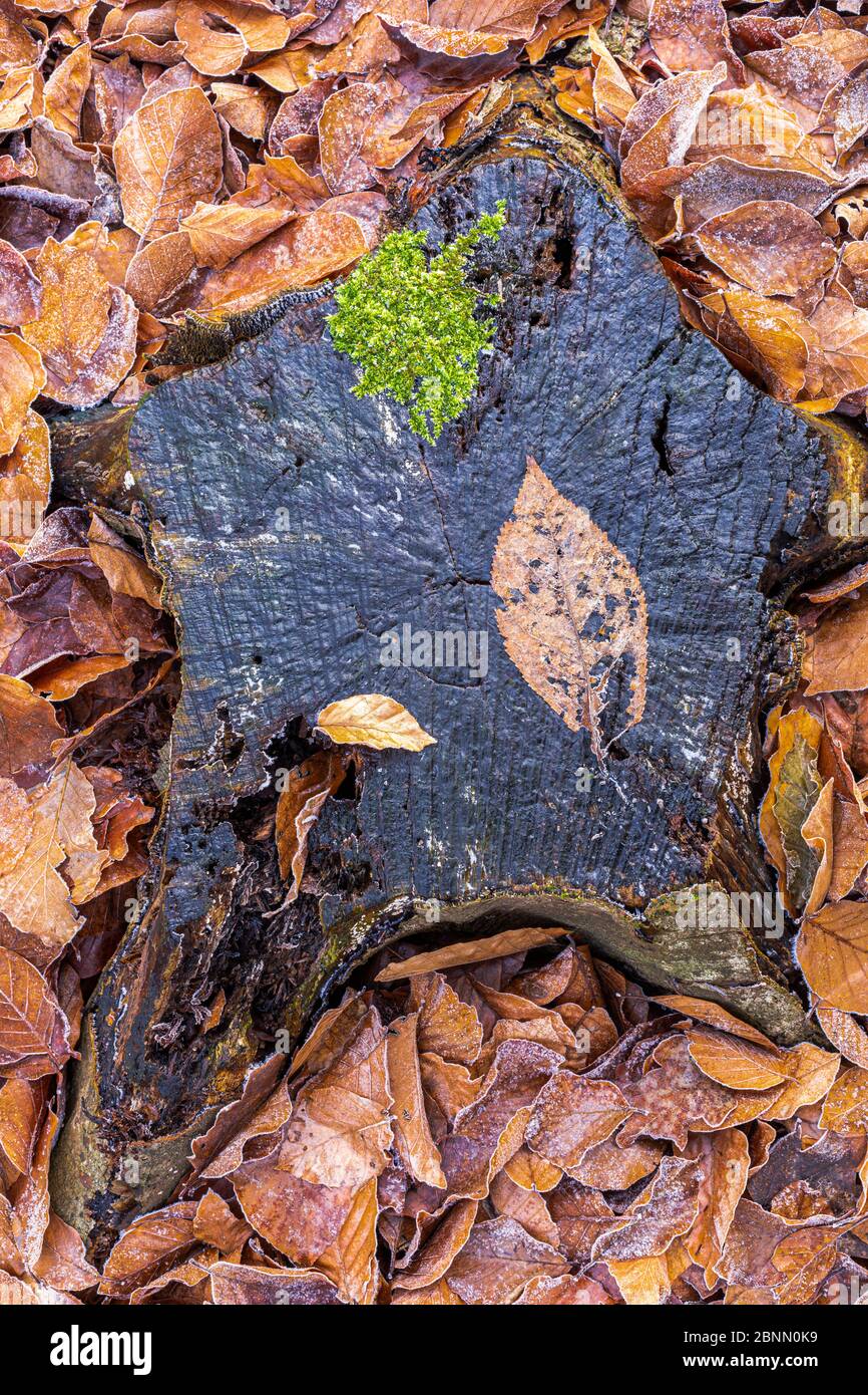 Decayed Tree Log High Resolution Stock Photography and Images - Alamy