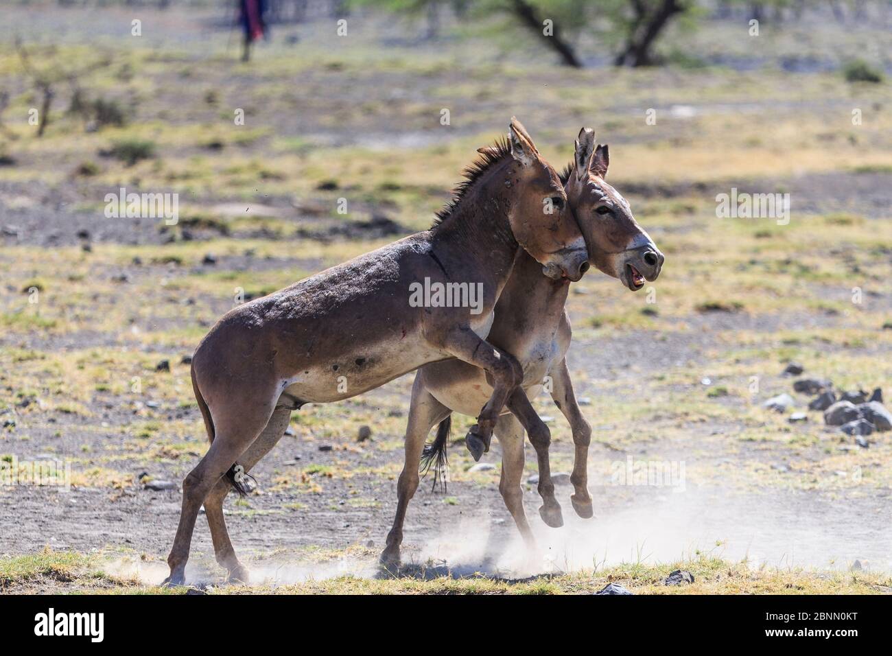 Domestic (Masai) donkeys, two stallions fighting, Lake Natron Area ...
