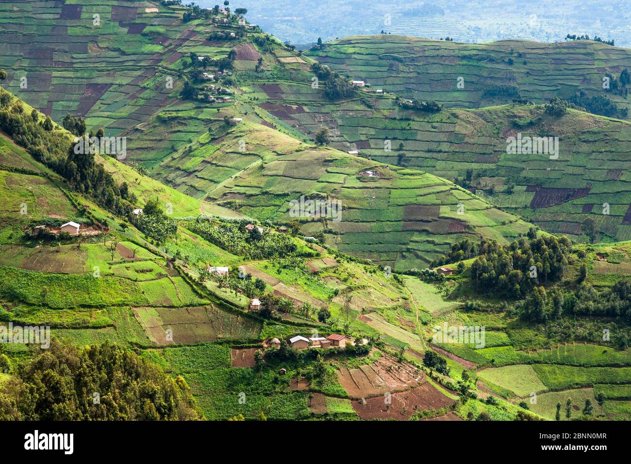 Deforestation for agriculture on hills near Bwindi Impenetrable Forest ...