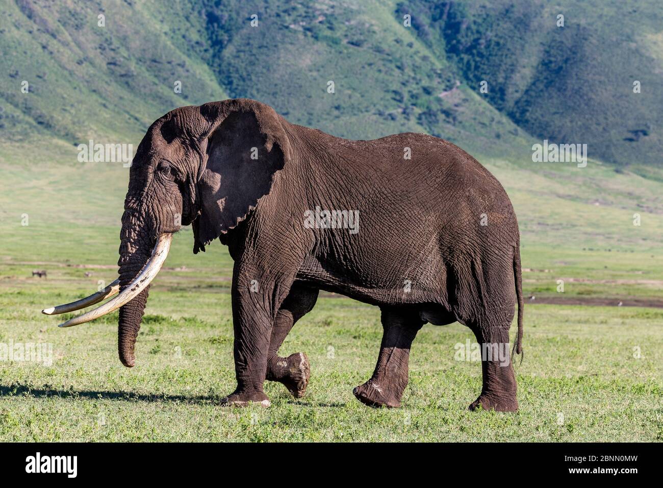 African Elephant Profile