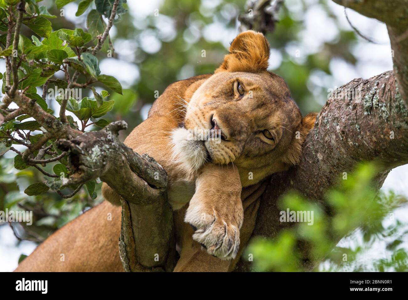 Lioness (Panthera leo) resting up a tree - only three populations of ...