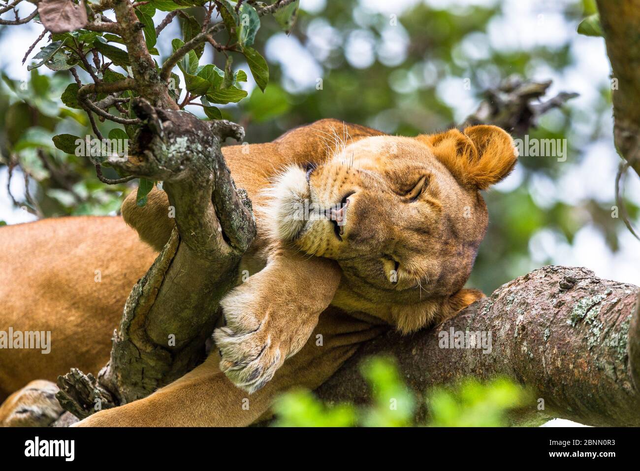 Queen elizabeth np hi-res stock photography and images - Alamy