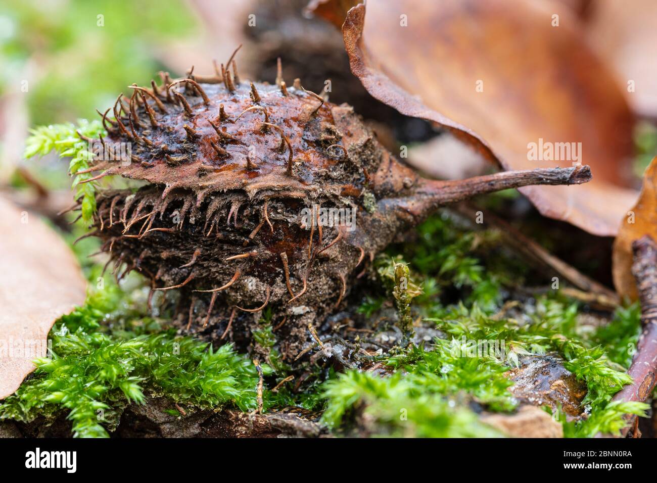 Achene Fruit Examples