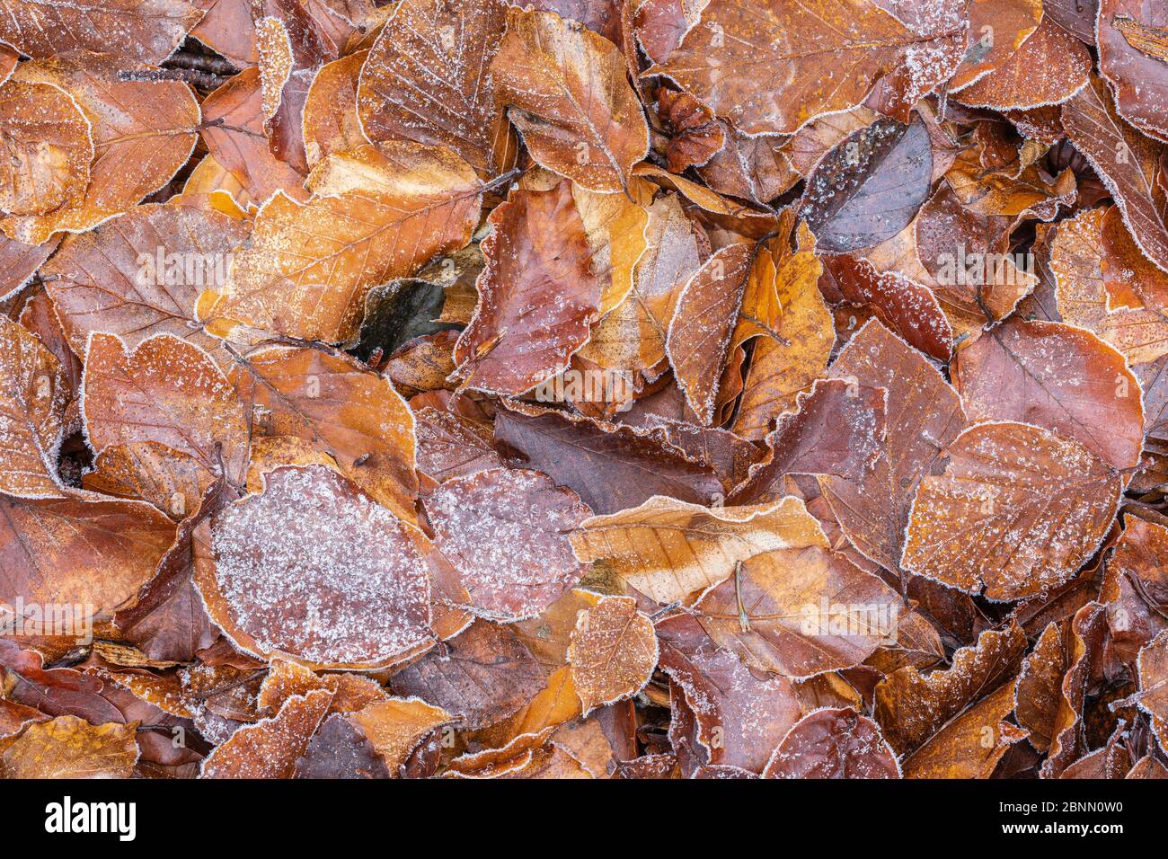 Autumn leaves, background image, hoarfrost Stock Photo - Alamy