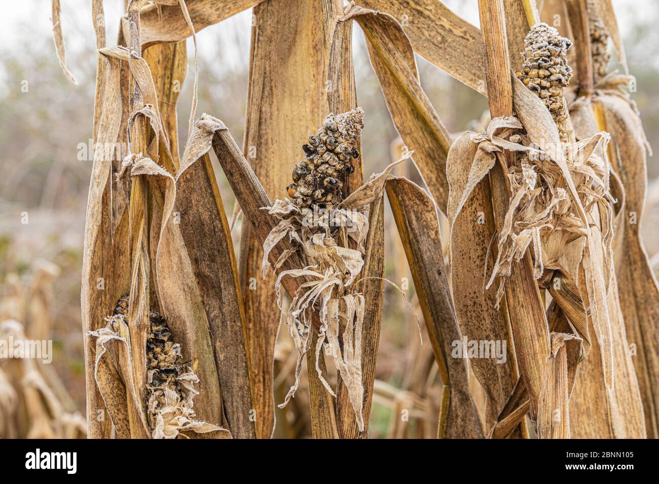 Covered in corn hi-res stock photography and images - Alamy