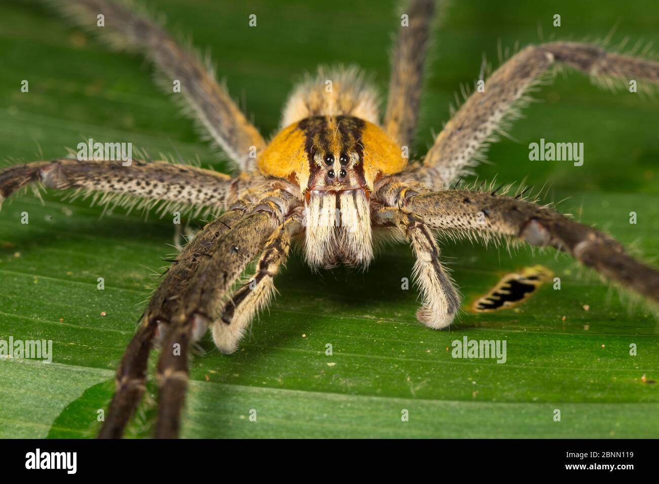 Rusty wandering spider hi-res stock photography and images - Alamy