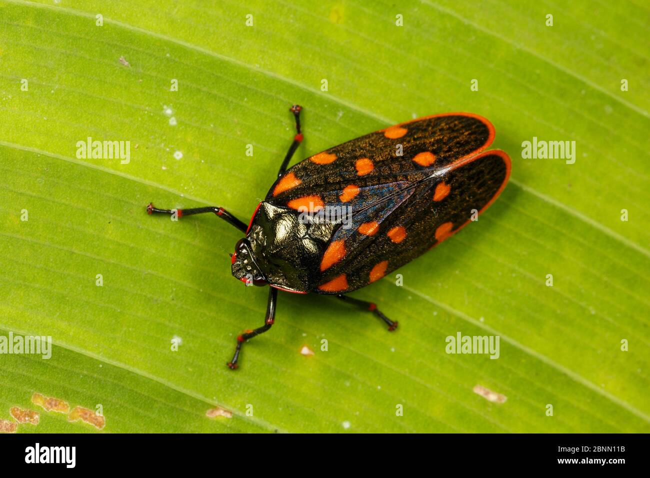 Cercopidae hi-res stock photography and images - Alamy