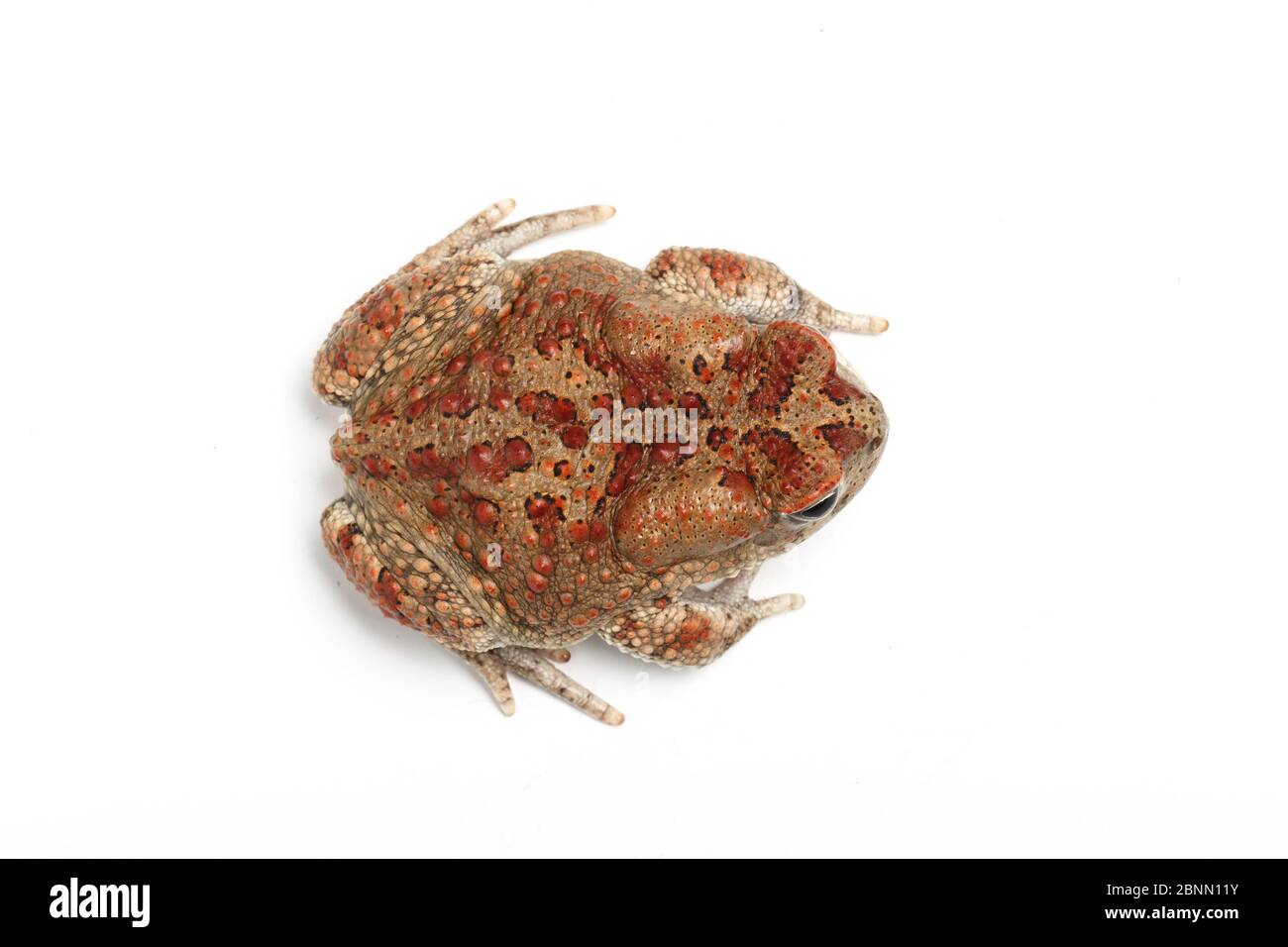 Berber toad (Sclerophrys mauritanica) on white background, captive from ...