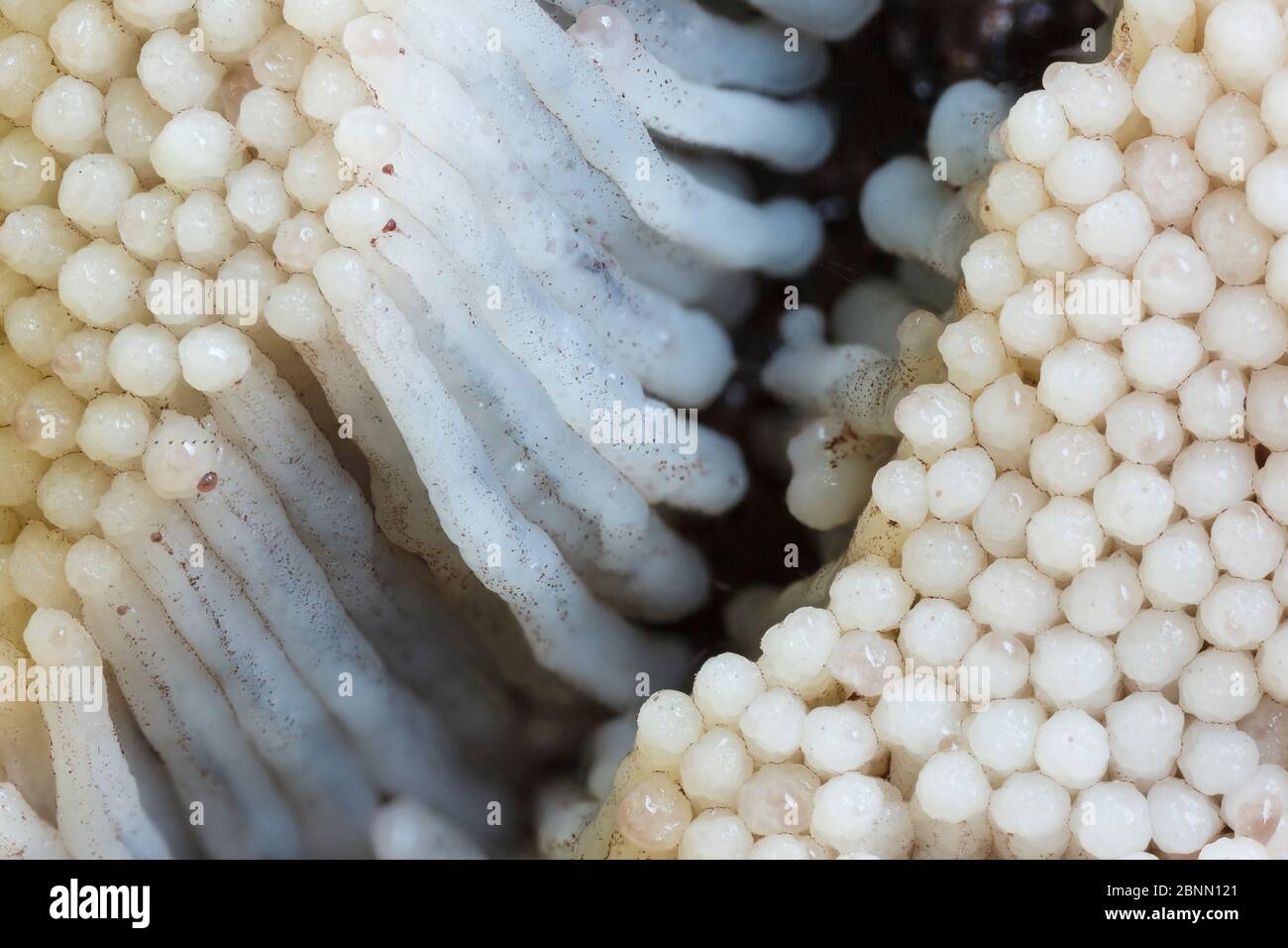 Stemonitis axifera hi-res stock photography and images - Alamy