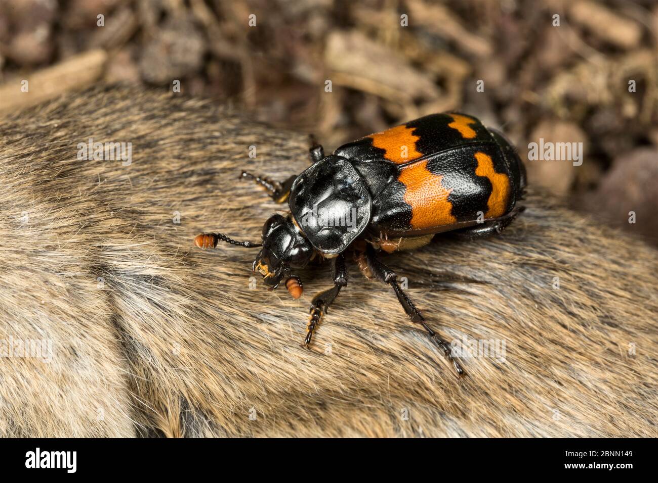 Sexton beetle (Nicrophorus investigator) on a dead mouse. Drumnadrochit ...