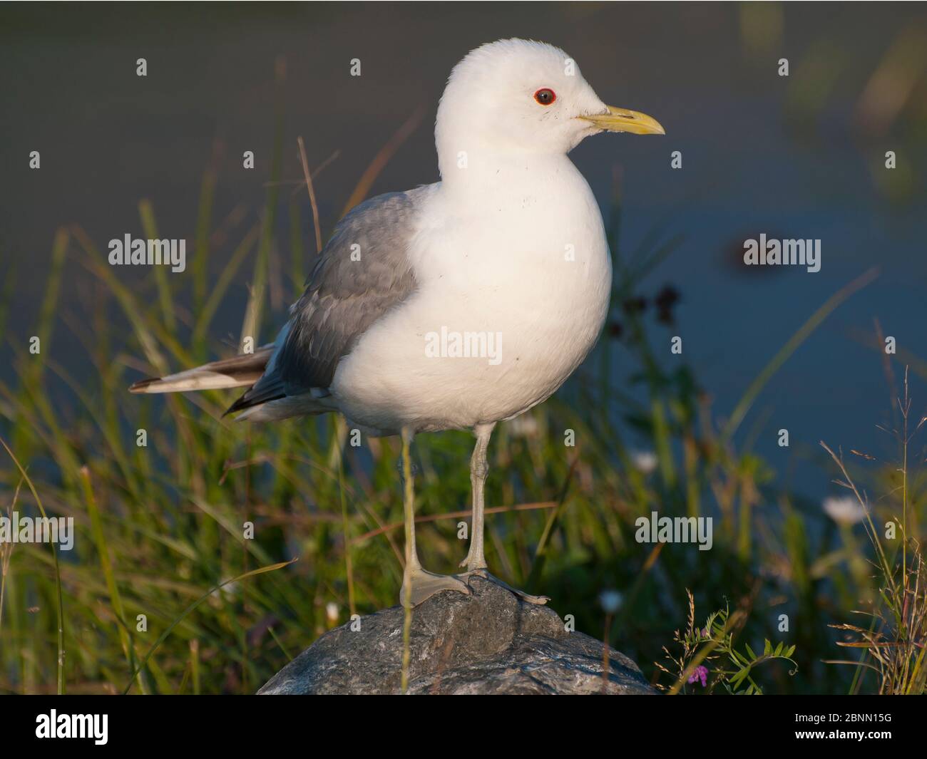 Common gulll hi-res stock photography and images - Alamy
