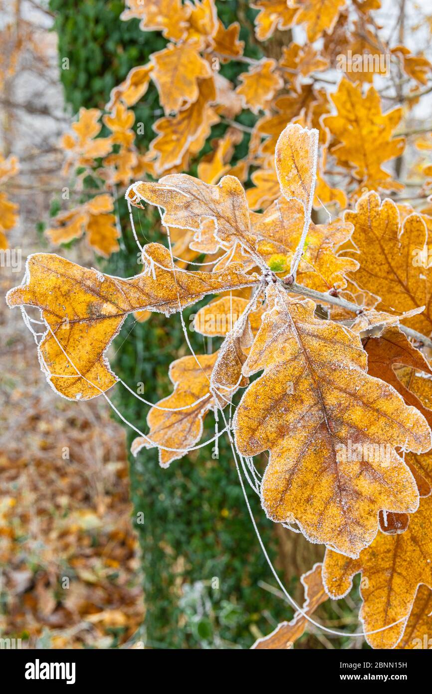Oak spiders hi-res stock photography and images - Alamy