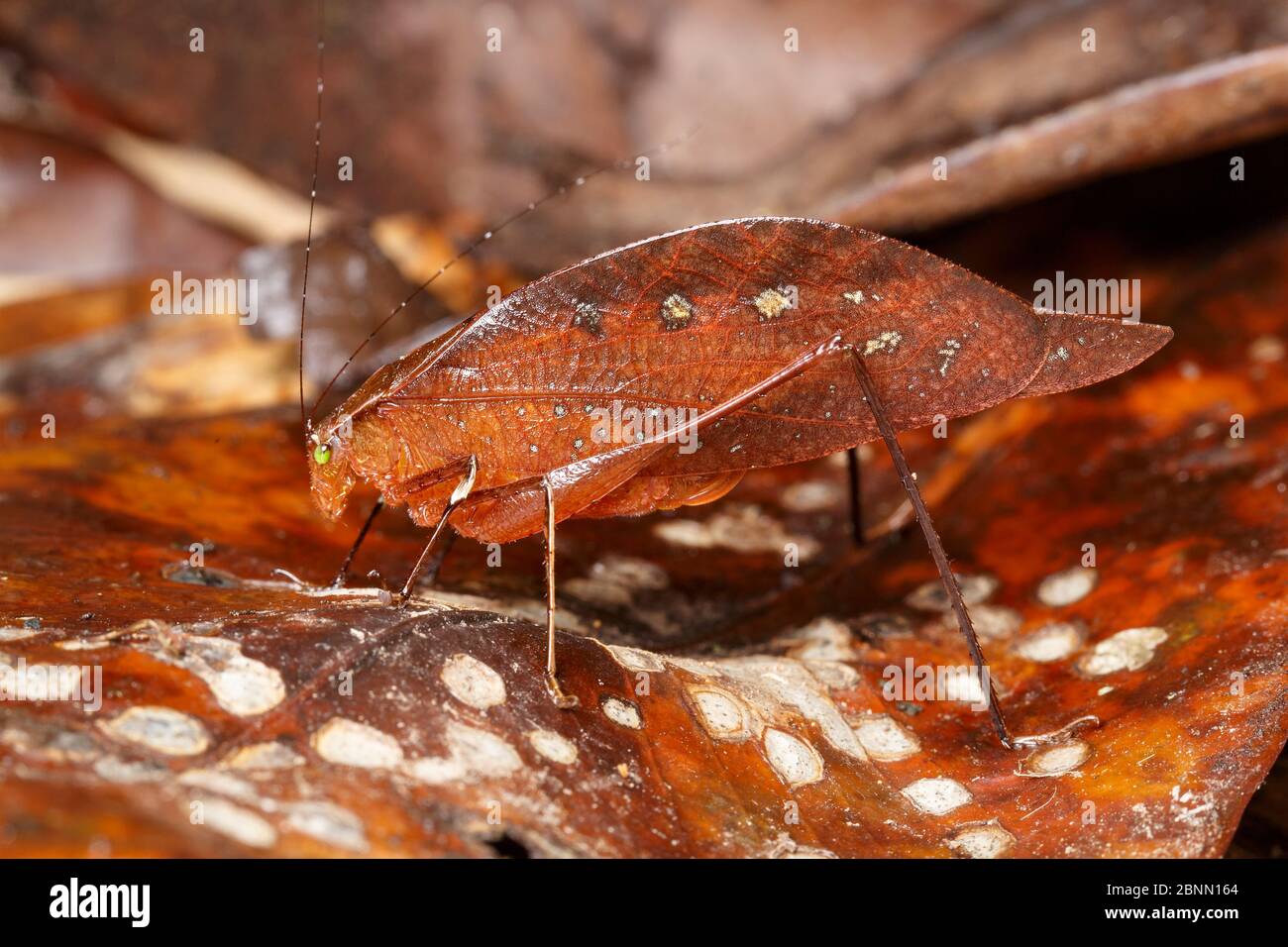 Dead leaf grasshopper hi-res stock photography and images - Alamy