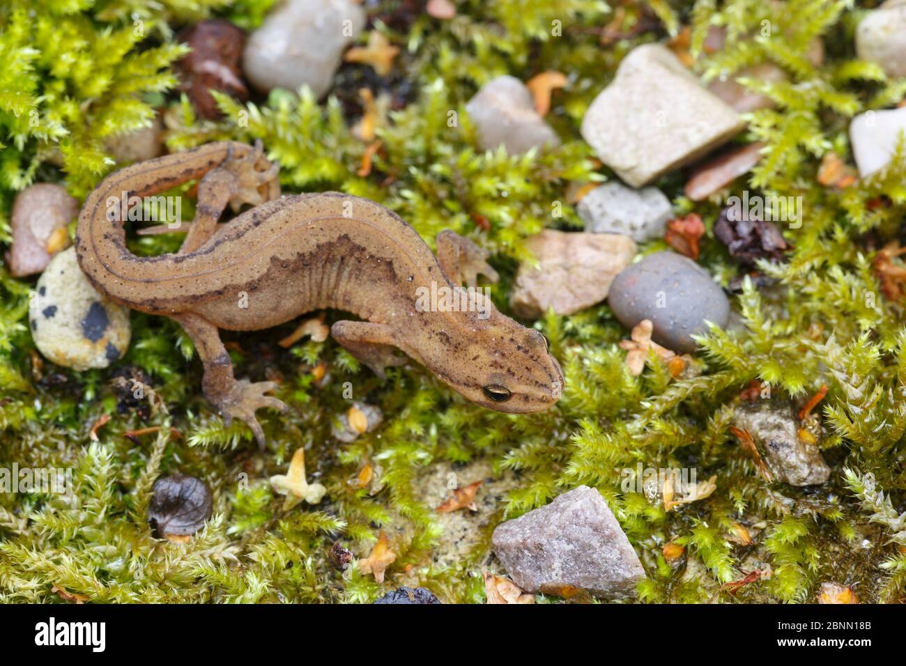 Smooth newt, (Lissotriton vulgaris) female, terrestrial phase ...