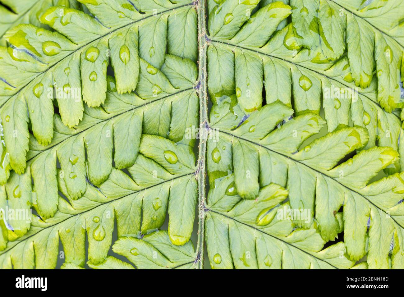 Nephrodium filix mas hi-res stock photography and images - Alamy