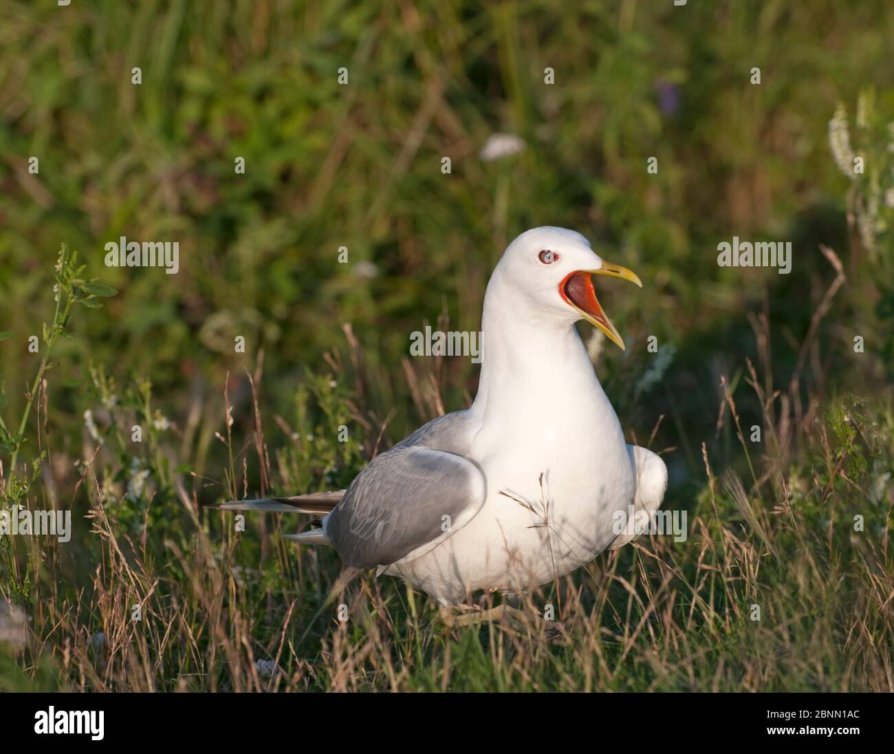 Animal warning calls hi-res stock photography and images - Alamy
