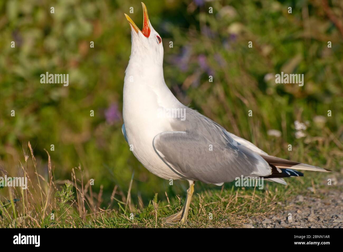 mew gull calls, Alaska, USA Stock Photo - Alamy