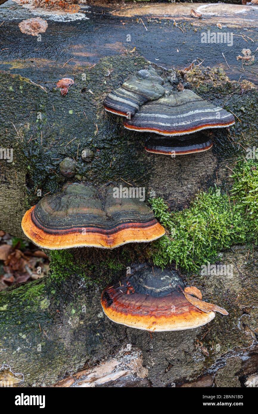 Tinder sponge on dead wood Stock Photo - Alamy