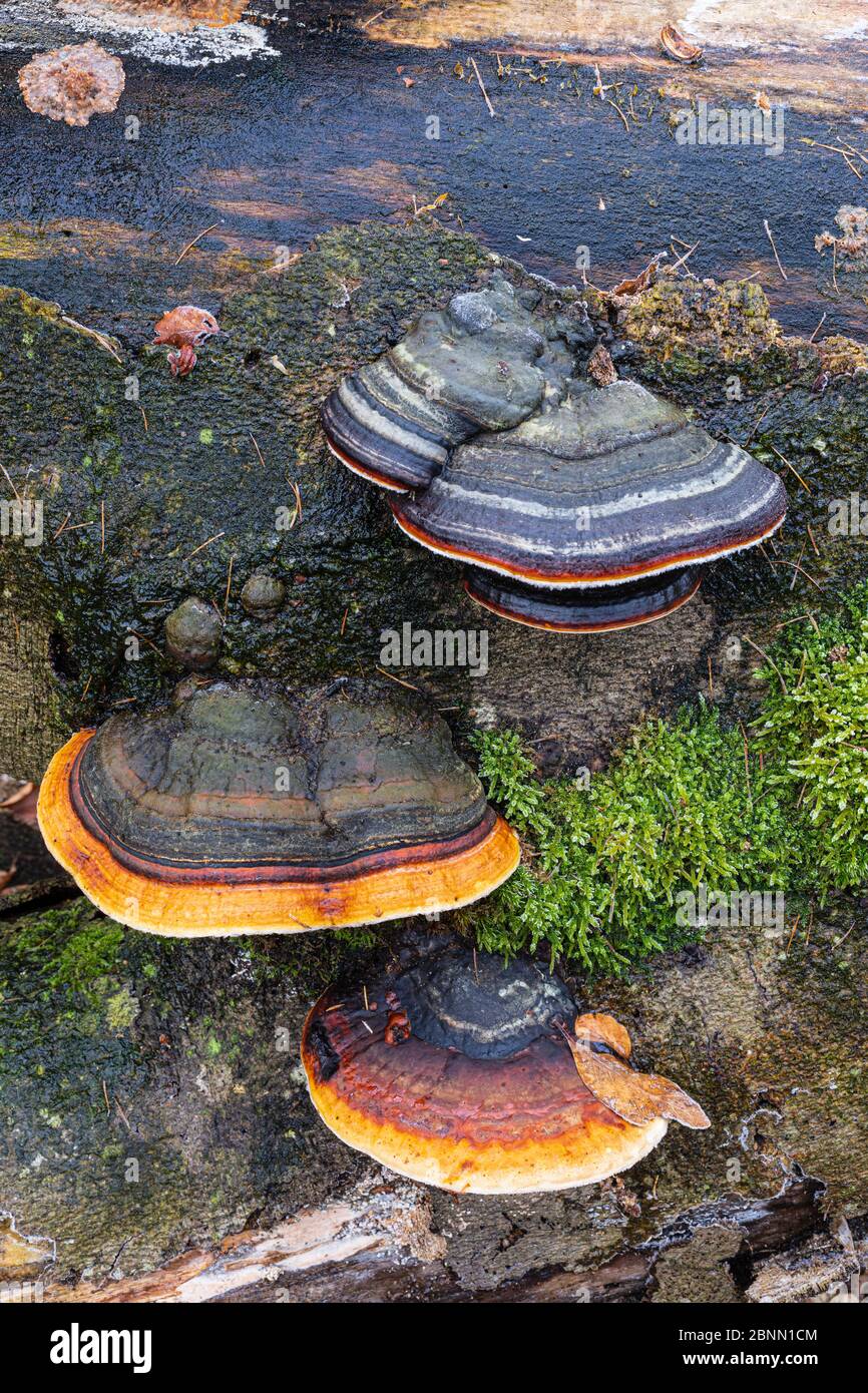 Sponge wood hi-res stock photography and images - Alamy