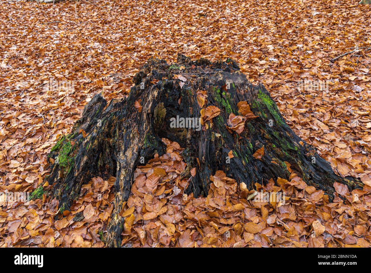 Dead wood tree hi-res stock photography and images - Alamy
