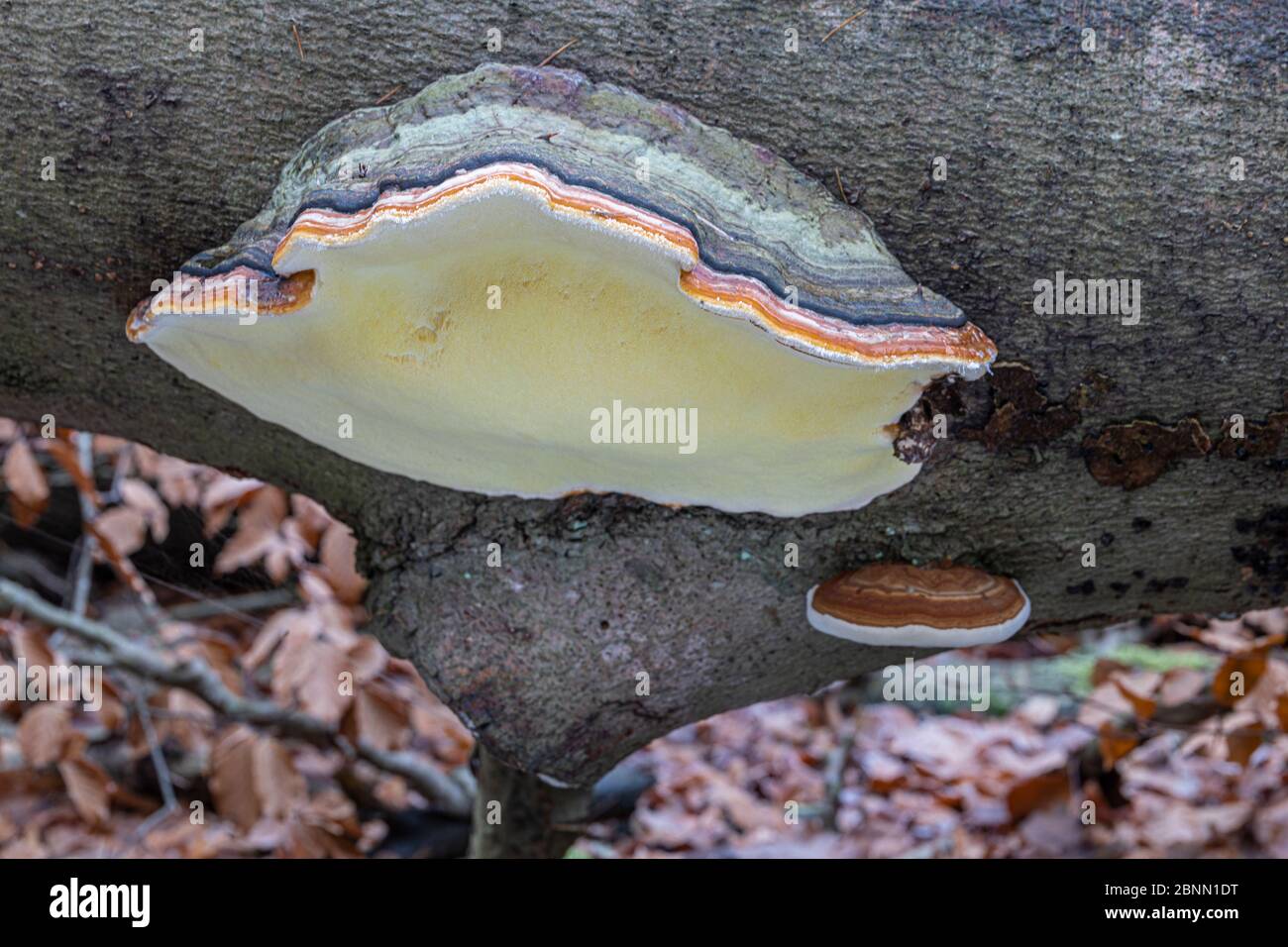 Tinder sponge on dead wood, hoarfrost Stock Photo - Alamy