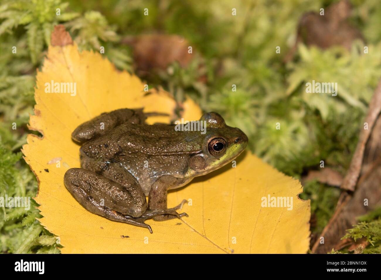 Juvenile Green Frog (Lithobates clamitans) on poplar leaf and moss ...