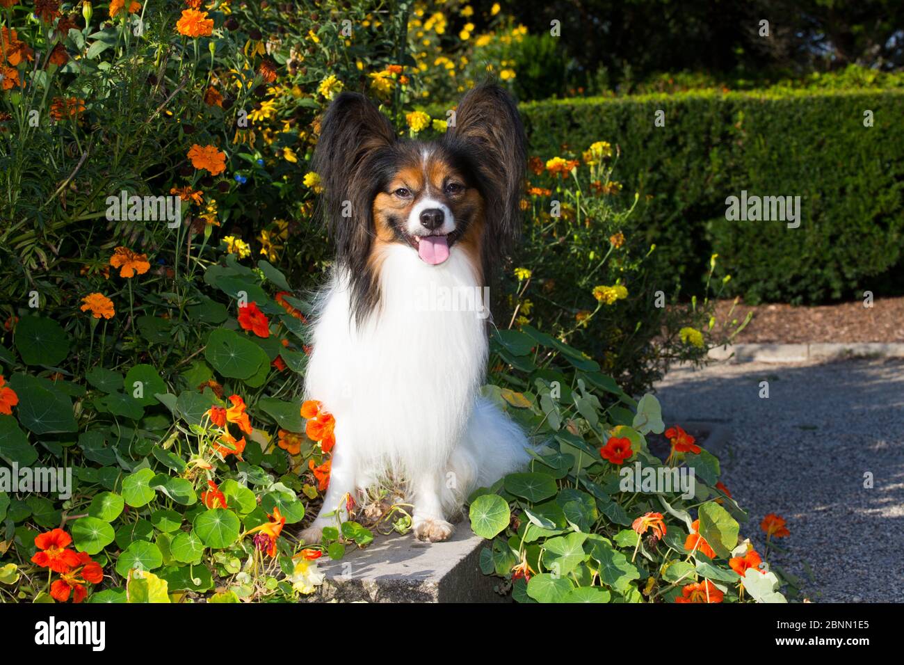 Male Papillon in late summer flowers, Connecticut, USA Stock Photo - Alamy
