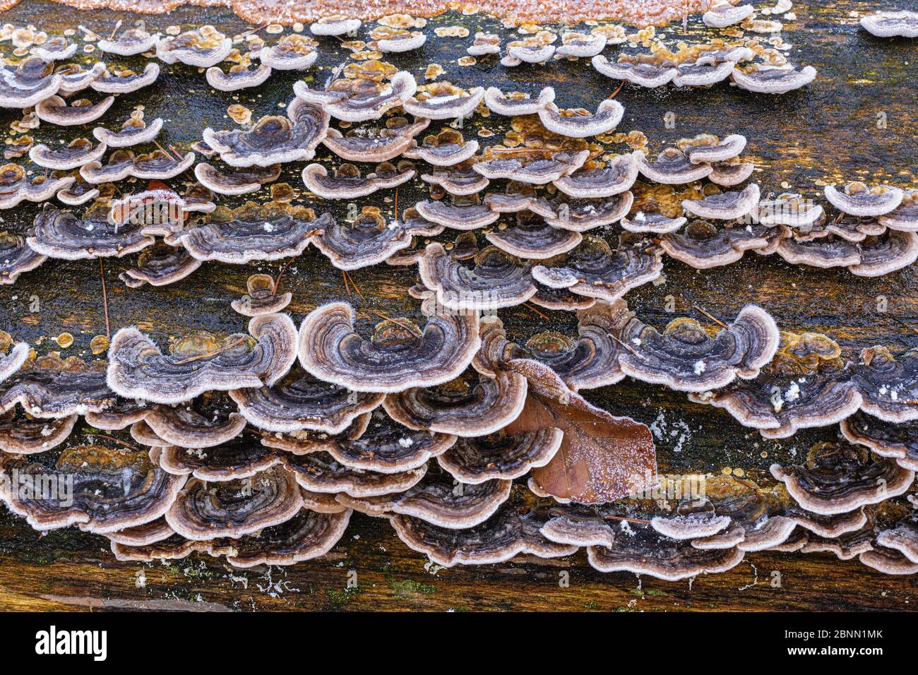 many-colored polypore on dead wood, autumn Stock Photo - Alamy