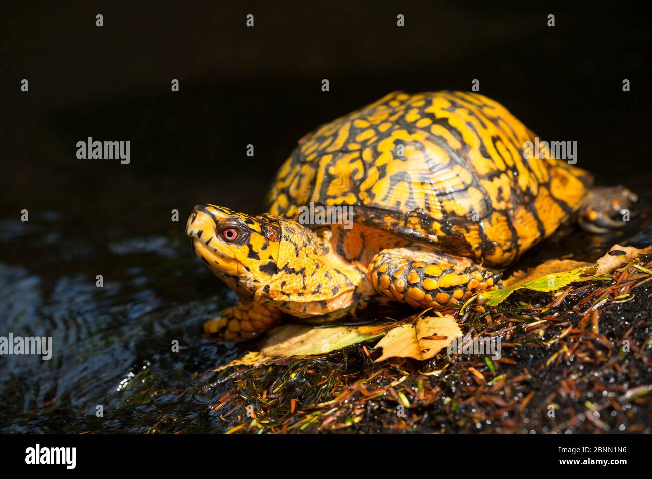 Mexican box turtle hi-res stock photography and images - Alamy
