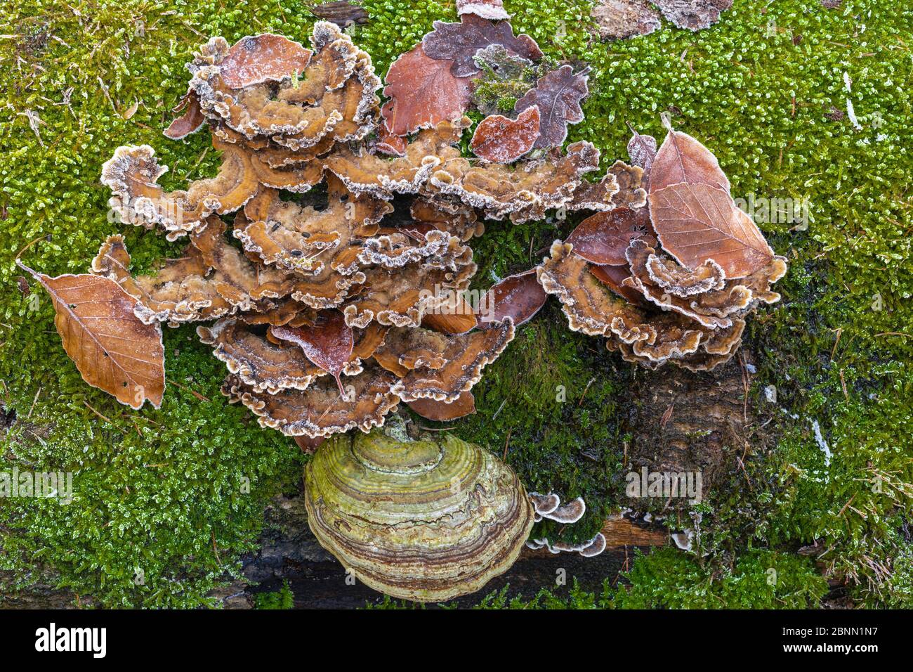 many-colored polypore on dead wood, autumn Stock Photo - Alamy