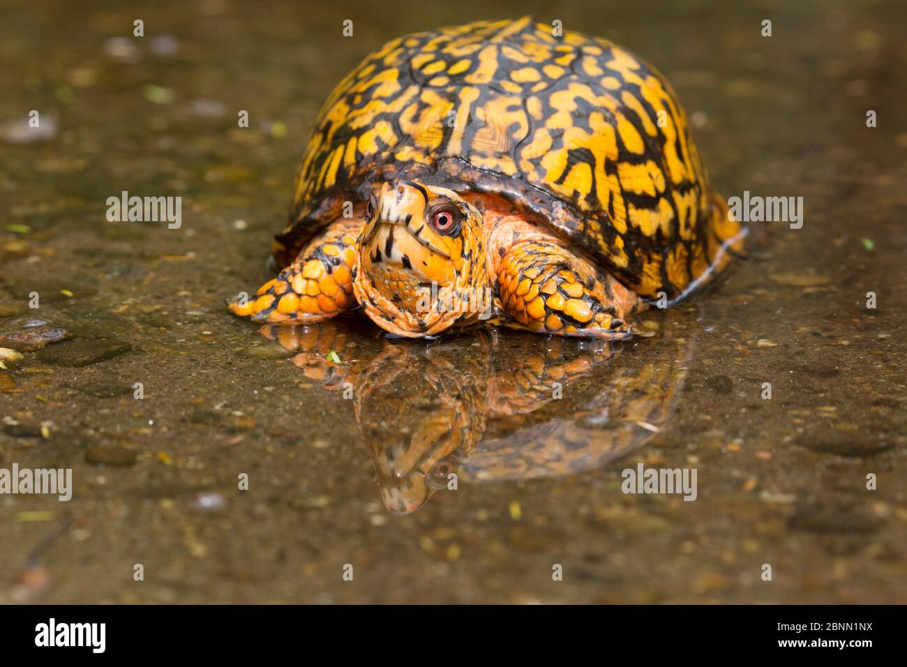 Male Eastern Box Turtle (Terrapene carolina carolina) crossing a ...