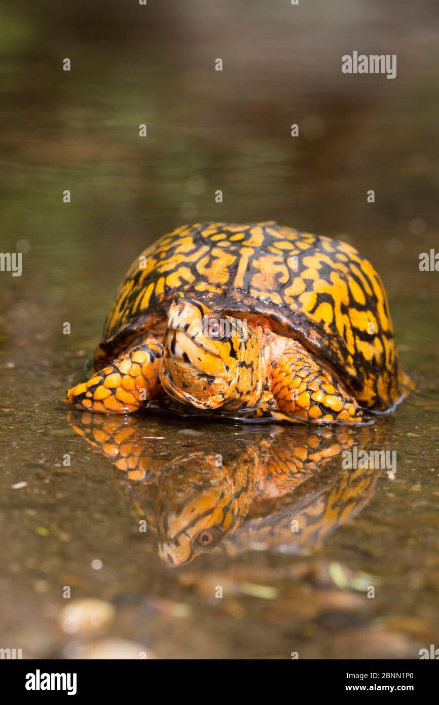 Connecticut turtle hi-res stock photography and images - Alamy