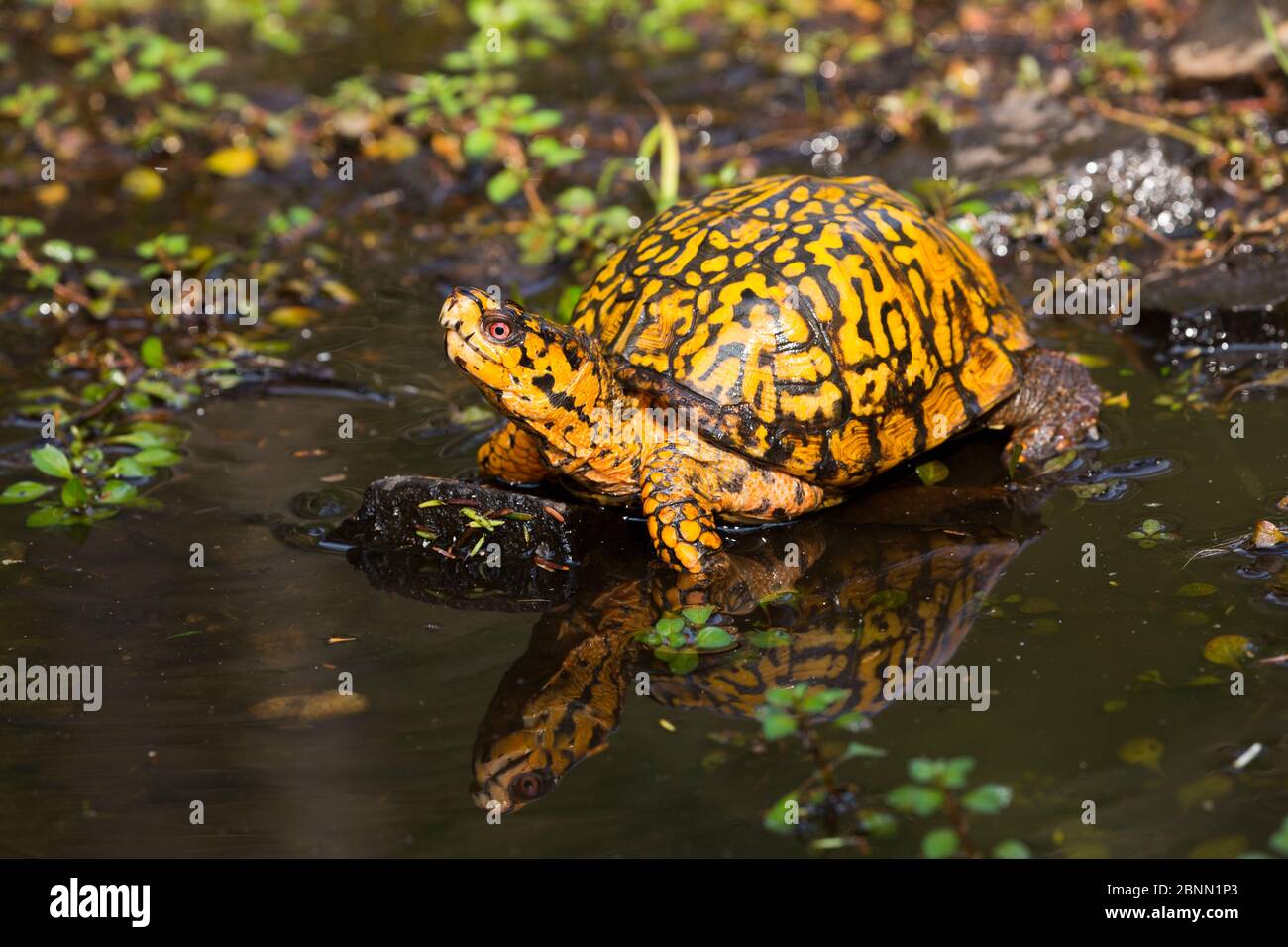 Male Eastern Box Turtle (Terrapene carolina carolina) crossing a ...